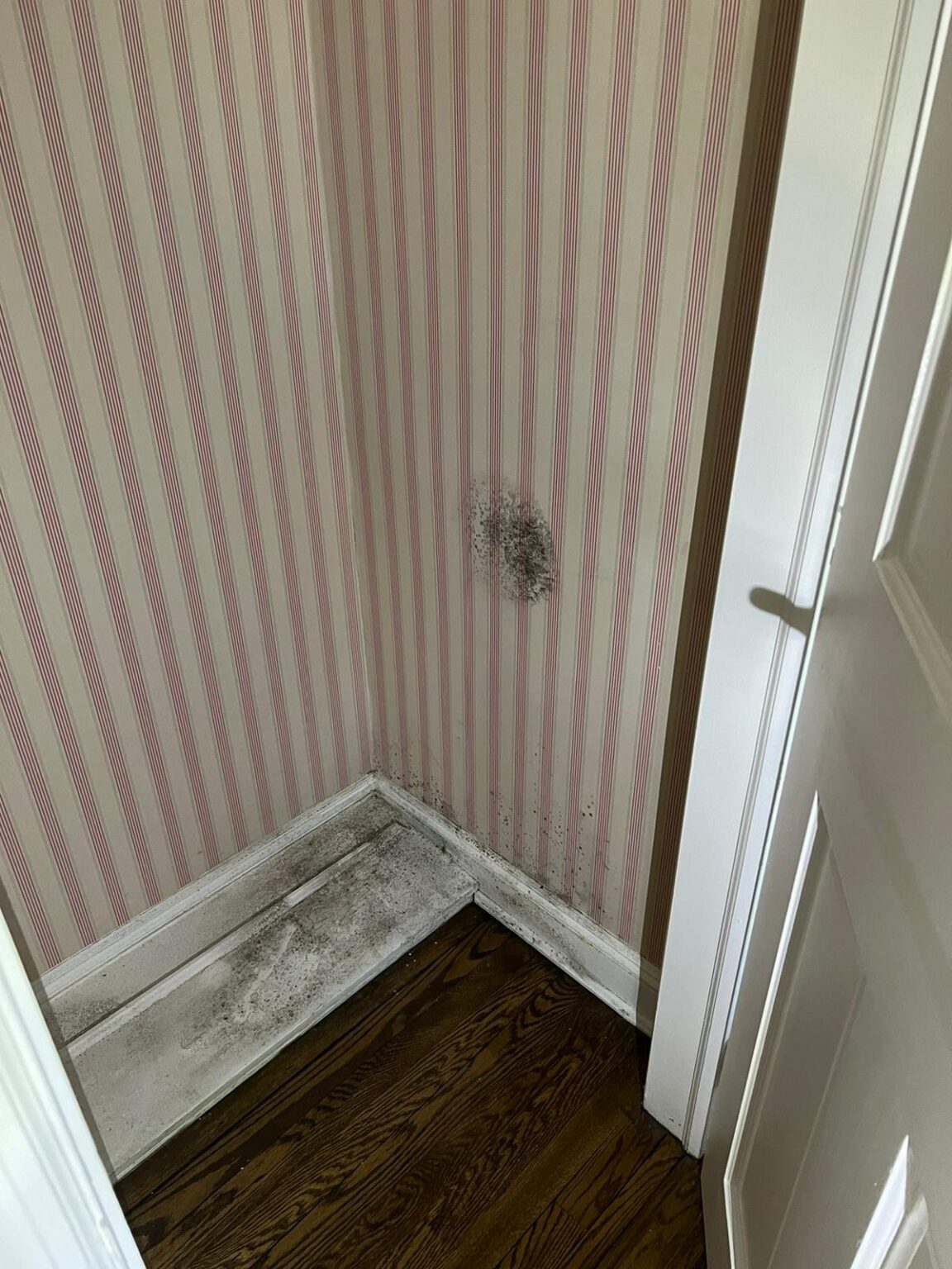 How to Identify Symptoms of Toxic Mold Exposure - Quest Testing